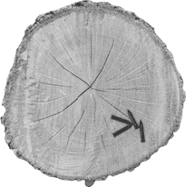 Technology | Deeplai | TimberID