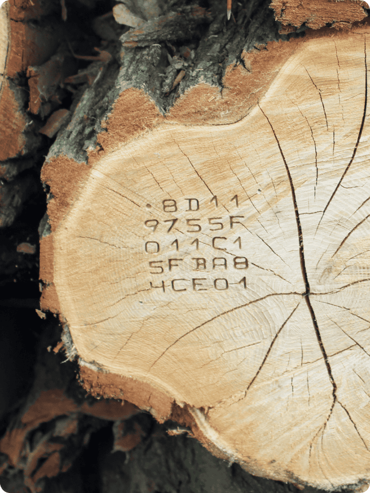 Dcode Gallery | Deeplai | TimberID