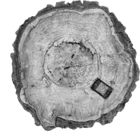 Technology | Deeplai | TimberID