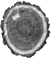 Technology | Deeplai | TimberID