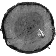 Technology | Deeplai | TimberID